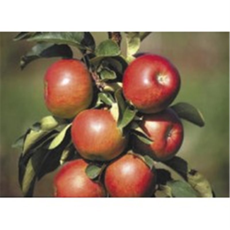 Pommier Galahad * - Acheter sur Plantes.ch