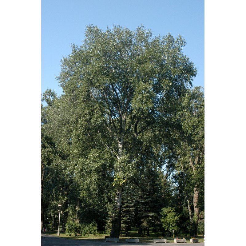 Populus tremula ( Zitterpappel ) Kaufen bei Pflanzen-shop.ch