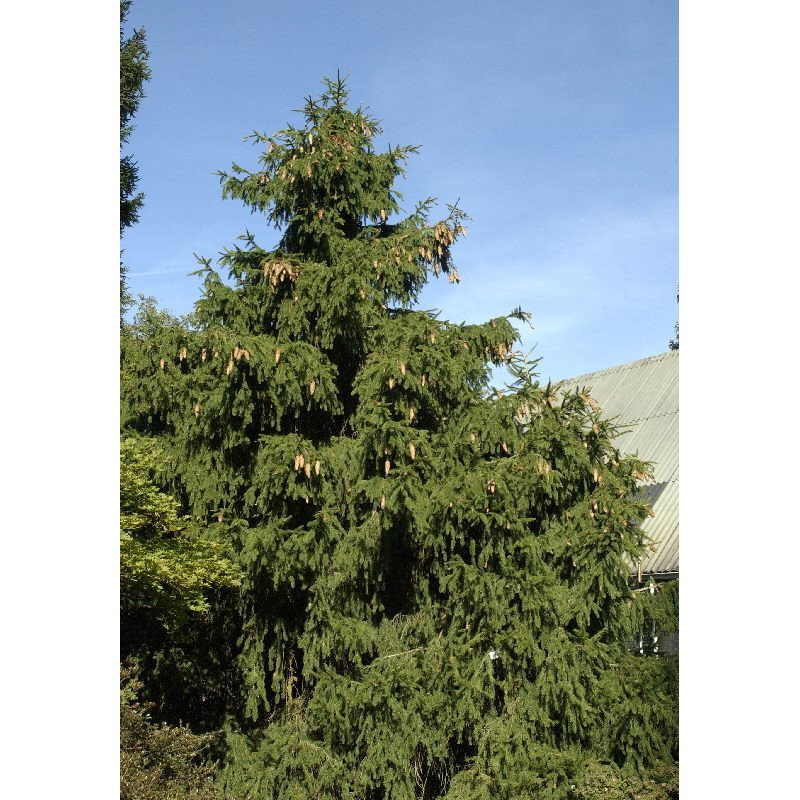 Picea abies Acrocona (sapin rouge, épicea) - Acheter sur Plantes.ch