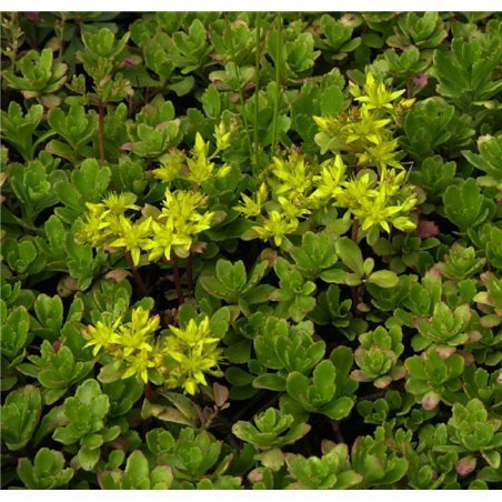 Sedum hybride Immergrünchen (orpin) - Acheter sur Plantes.ch