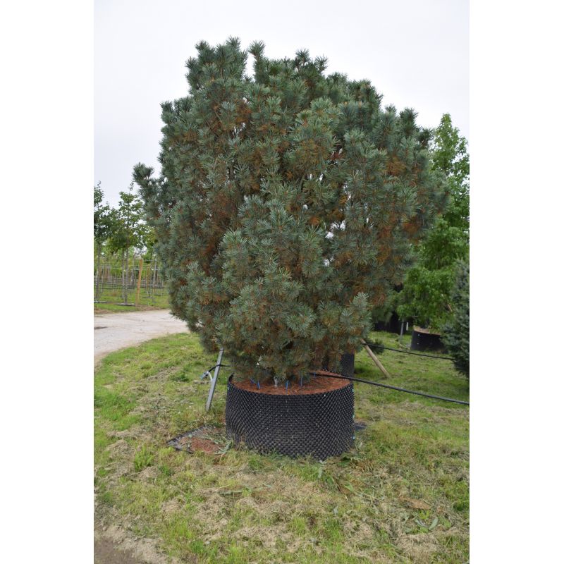 Pinus cembra Compacta Glauca 250/275 cm (105)