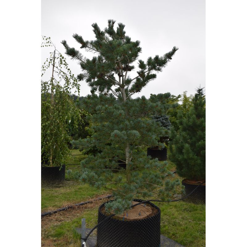 Pinus parviflora Tempelhof 225/250 cm (1901)