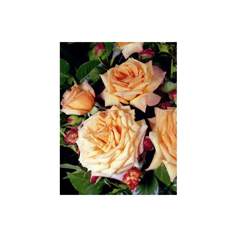 Kletterrose Eden Rose (R) Kaufen bei Pflanzen-shop.ch