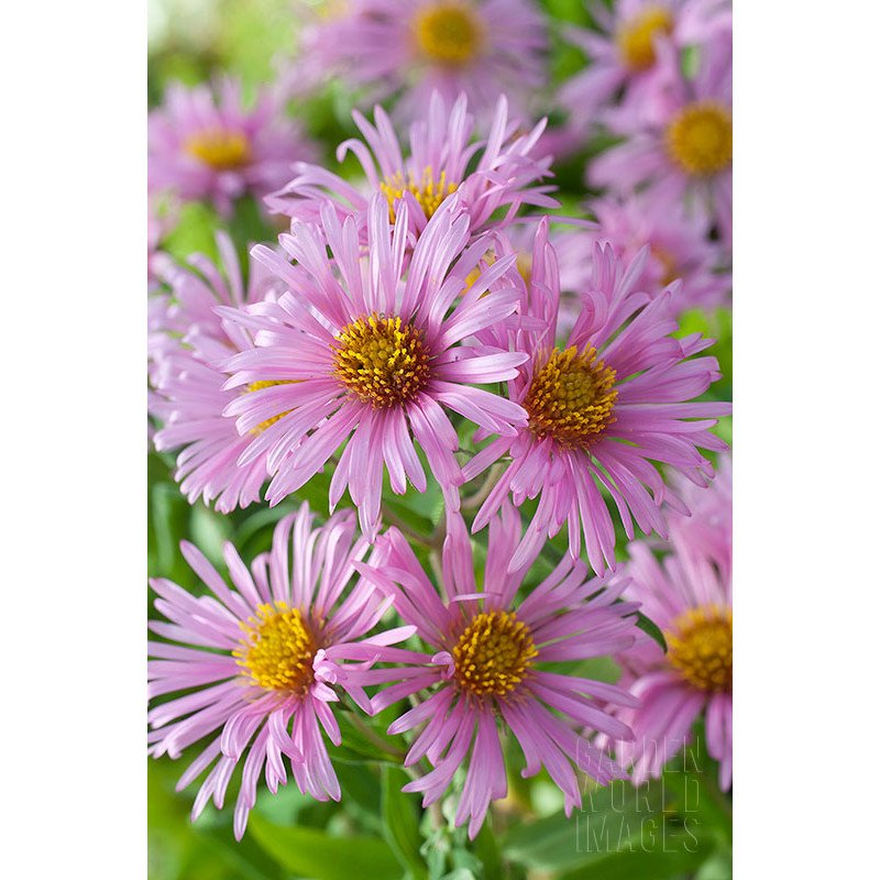 Aster novi-angliae Harrington's Pink Rauhblattaster) Pflanzen-shop.ch